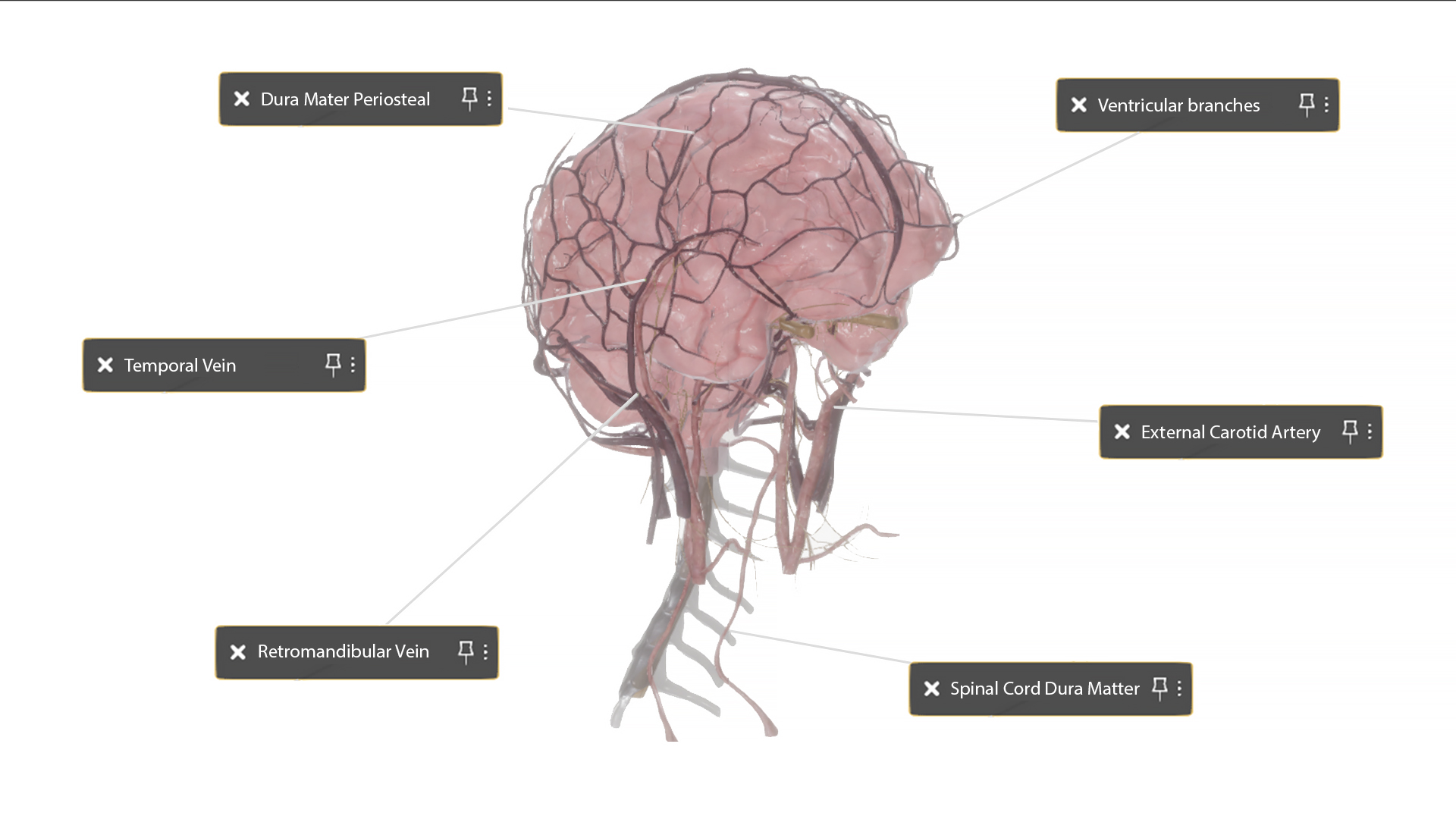 Anatomy Education | Learn Digitally with Cadaviz