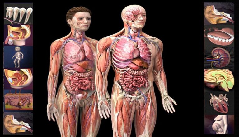 3D Human Anatomy Visualization - Explore the Human Body in 3D