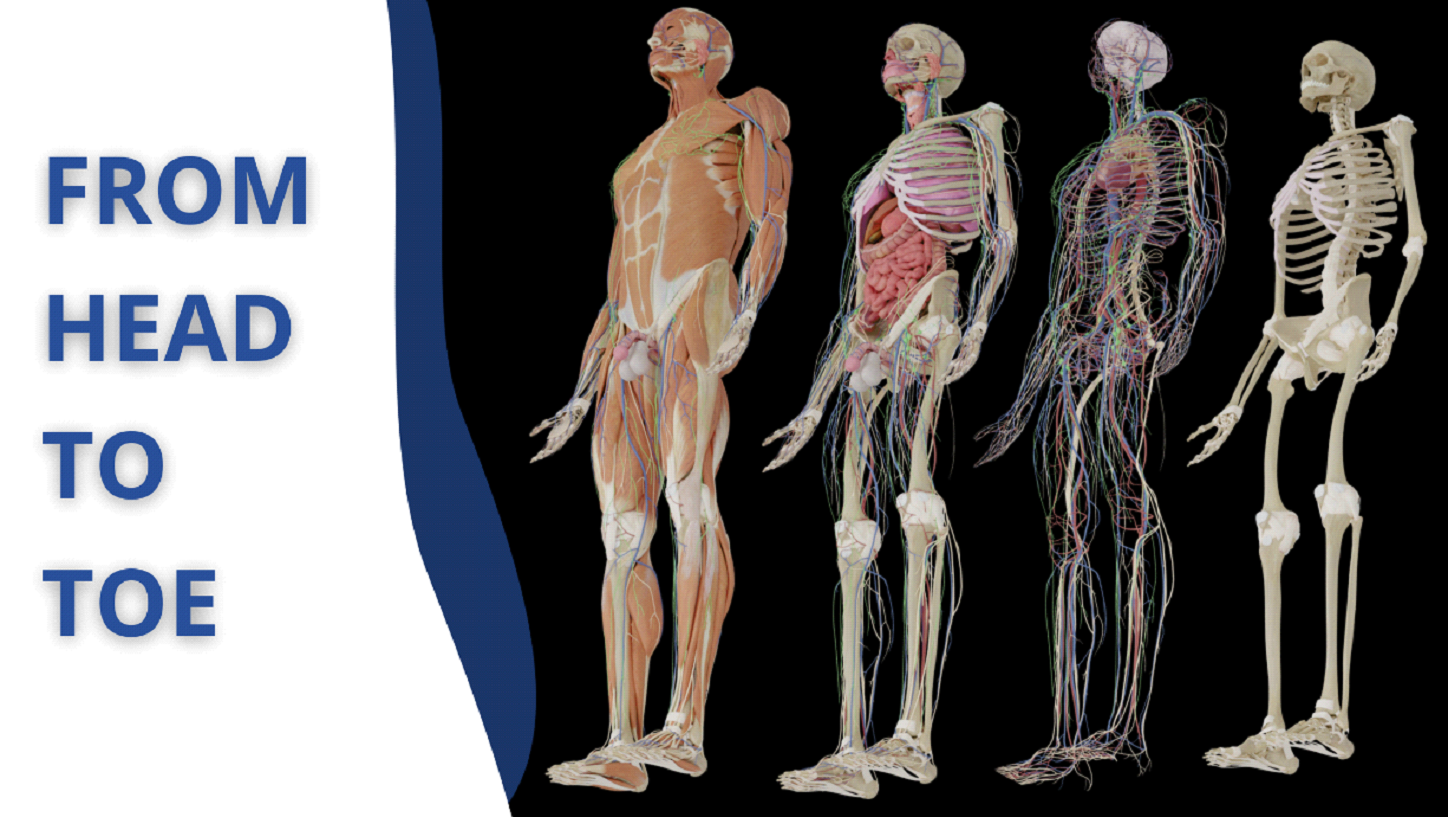 Virtual Anatomy Table: A Better Tool to Learn Human Body