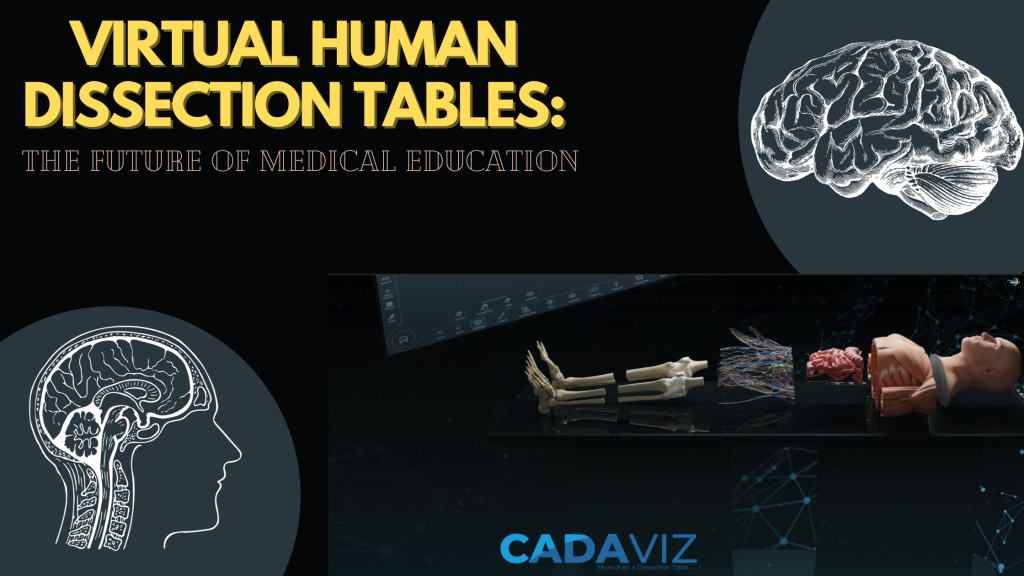 Virtual Human Dissection Table: Explore Anatomy Digitally