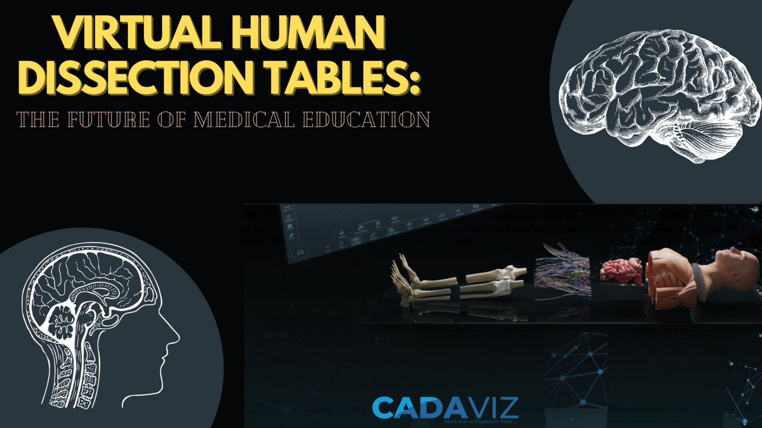 Virtual Human Dissection Table: Explore Anatomy Digitally