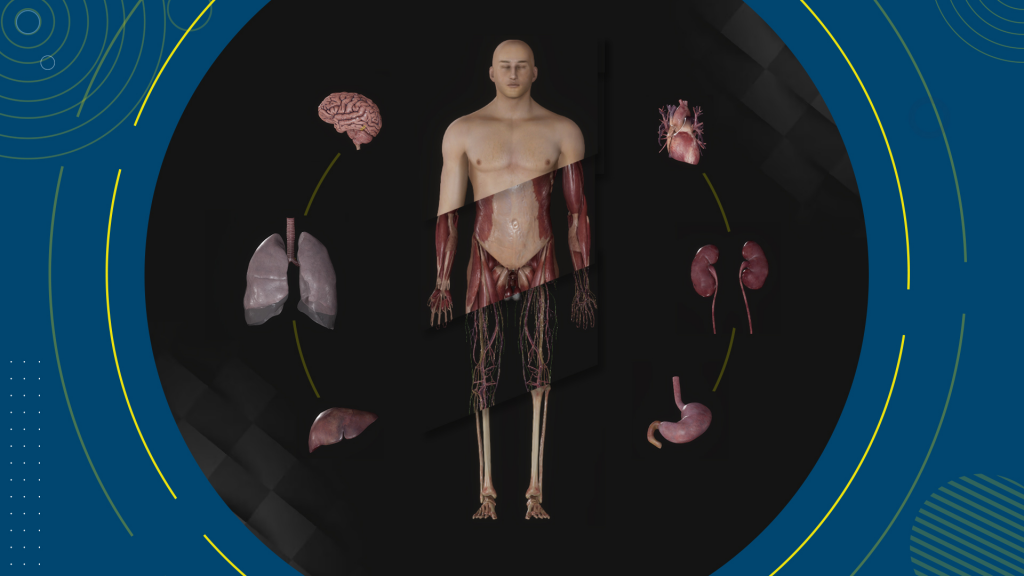 Anatomy | Learn in 3D with Cadaviz