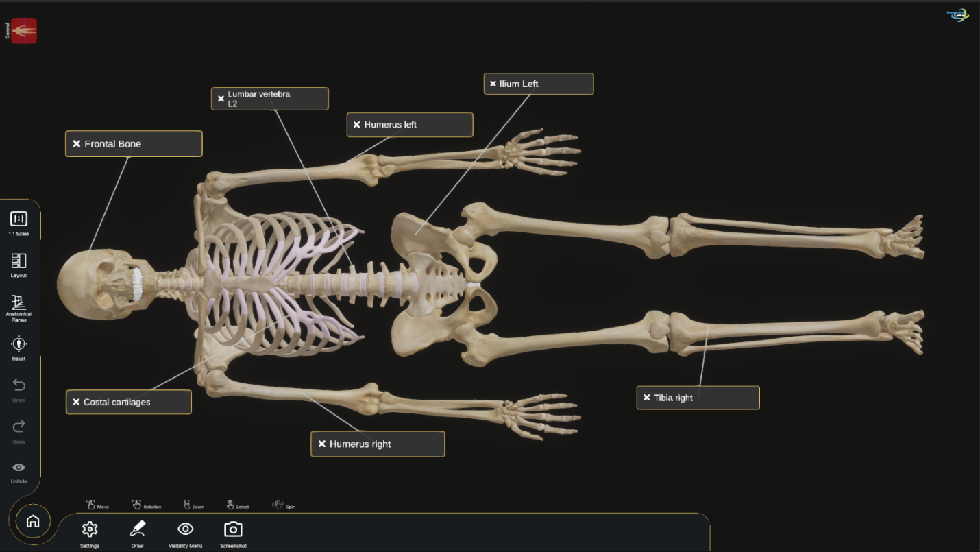 Anatomy | Learn in 3D with Cadaviz