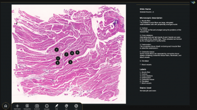 Anatomy | Learn in 3D with Cadaviz