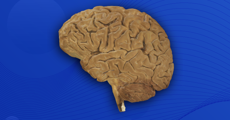 Cadaviz | Real Tissue Insights