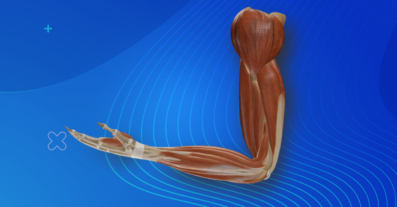 Cadaviz | Muscle Attachment | Virtual Anatomy Table